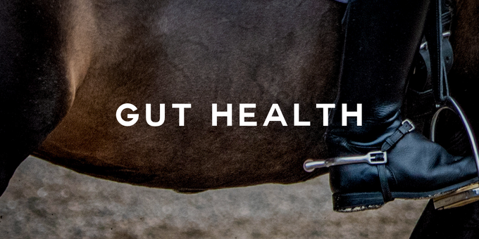 All Products – High Horse Performance