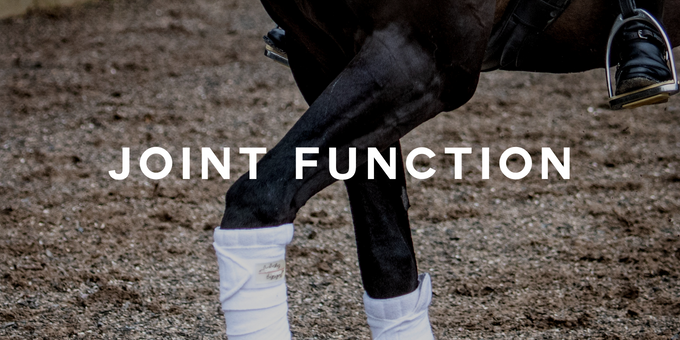 Products – High Horse Performance